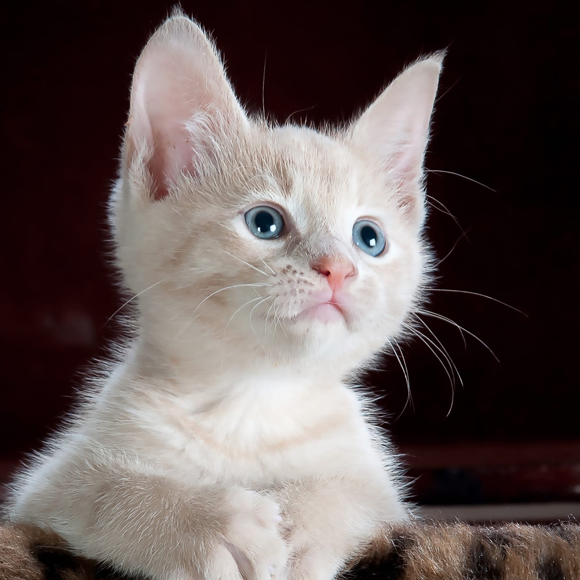 Das Katzen Quiz: Bist du ein Sprach- und Katzenprofi?