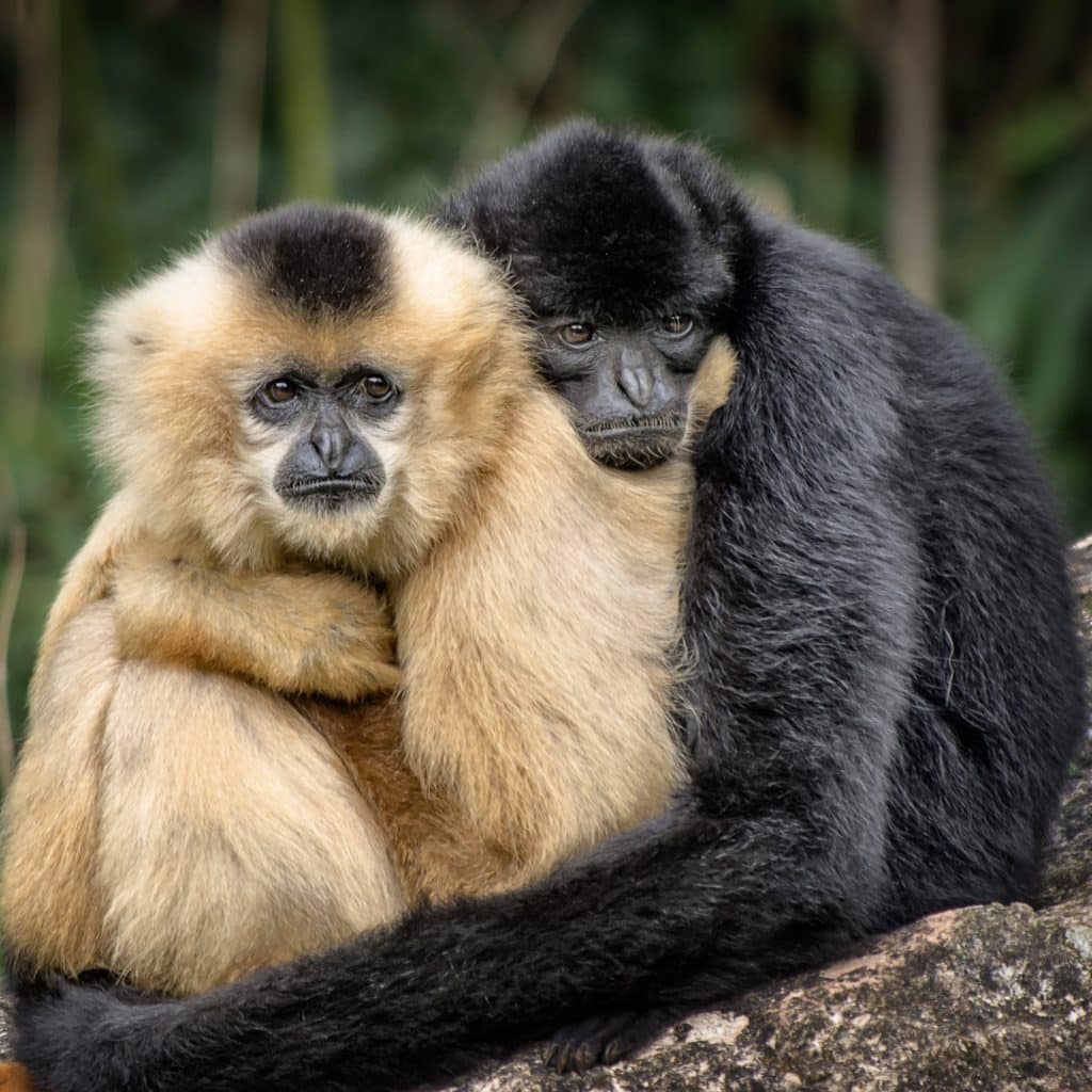 Monkey knowledge quiz: What do you know about gorillas and Co.?