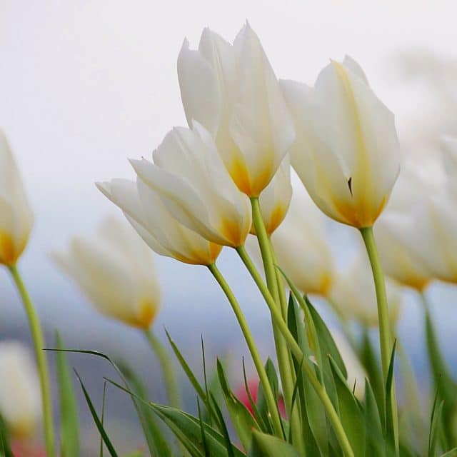 Blumen Quiz: Viele Quizfragen für dein Allgemeinwissen!