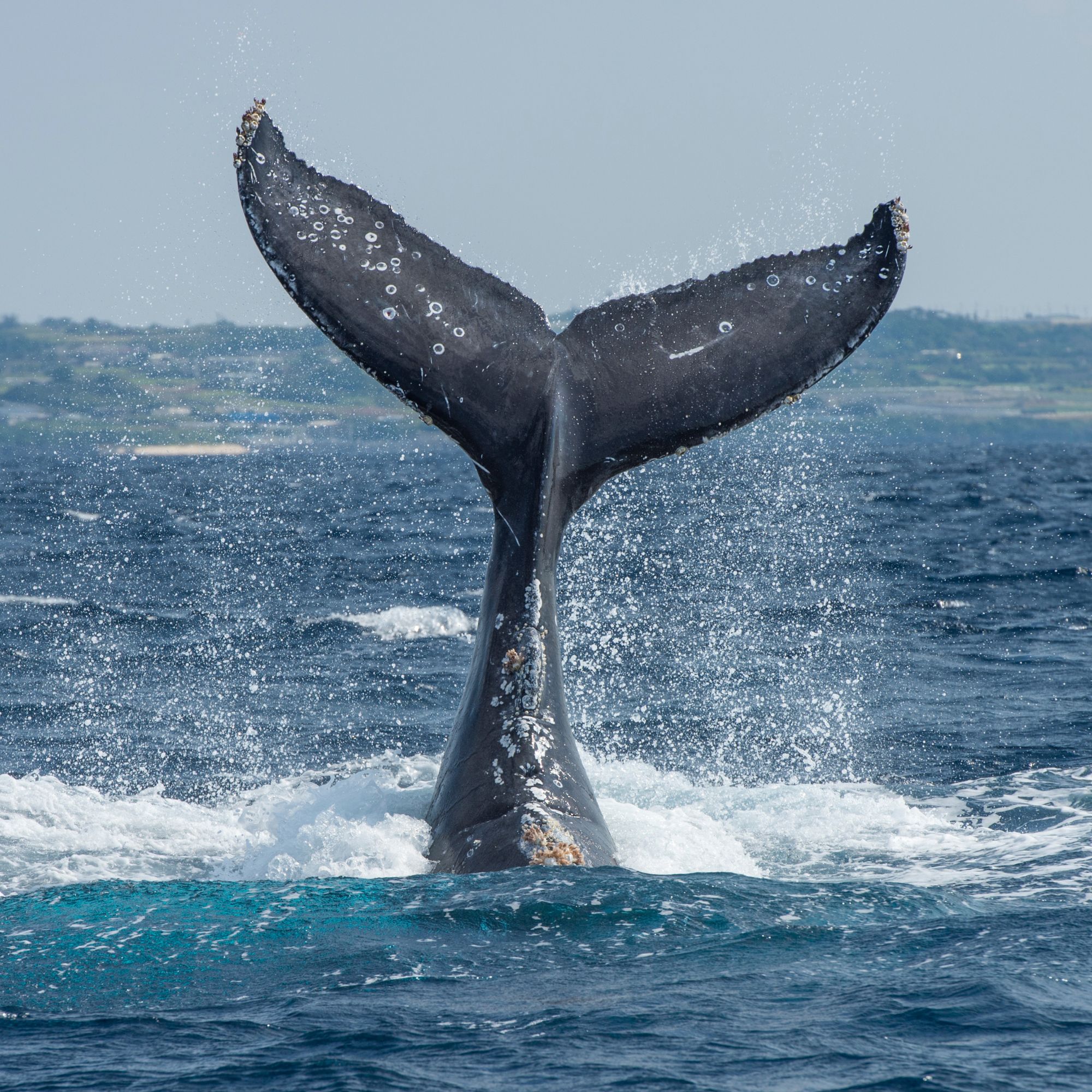 Tier-Quiz über den Wal: Was weißt du vom Giganten der Meere!