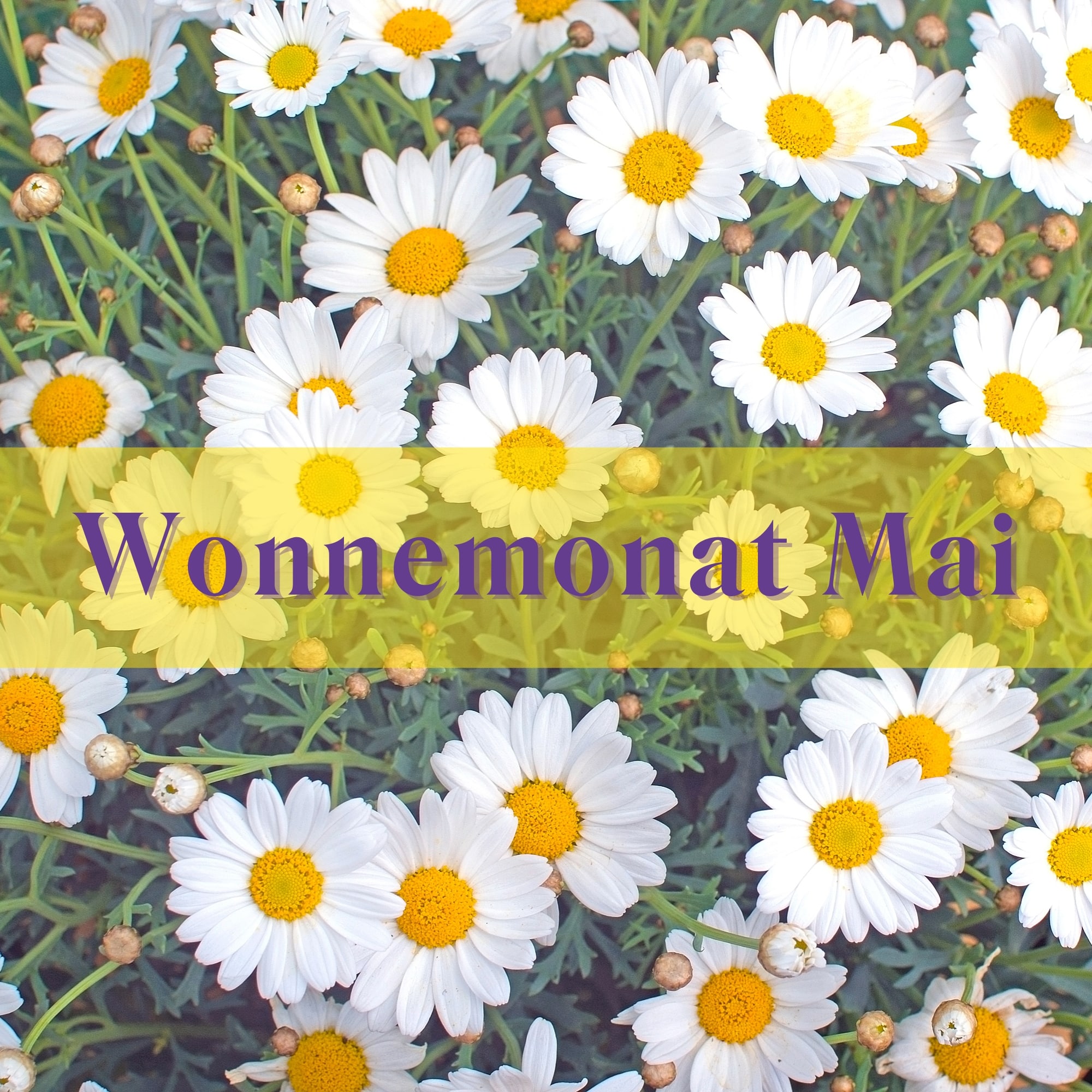 Mai: Alle Quiz & Quizfragen zum fünften Monat des Jahres